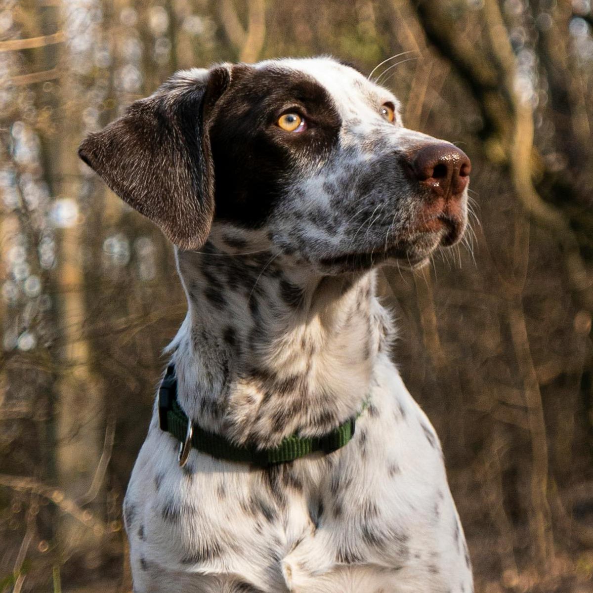 Our Experienced Guides & Hunting Dogs | 4 Feathers Plantation